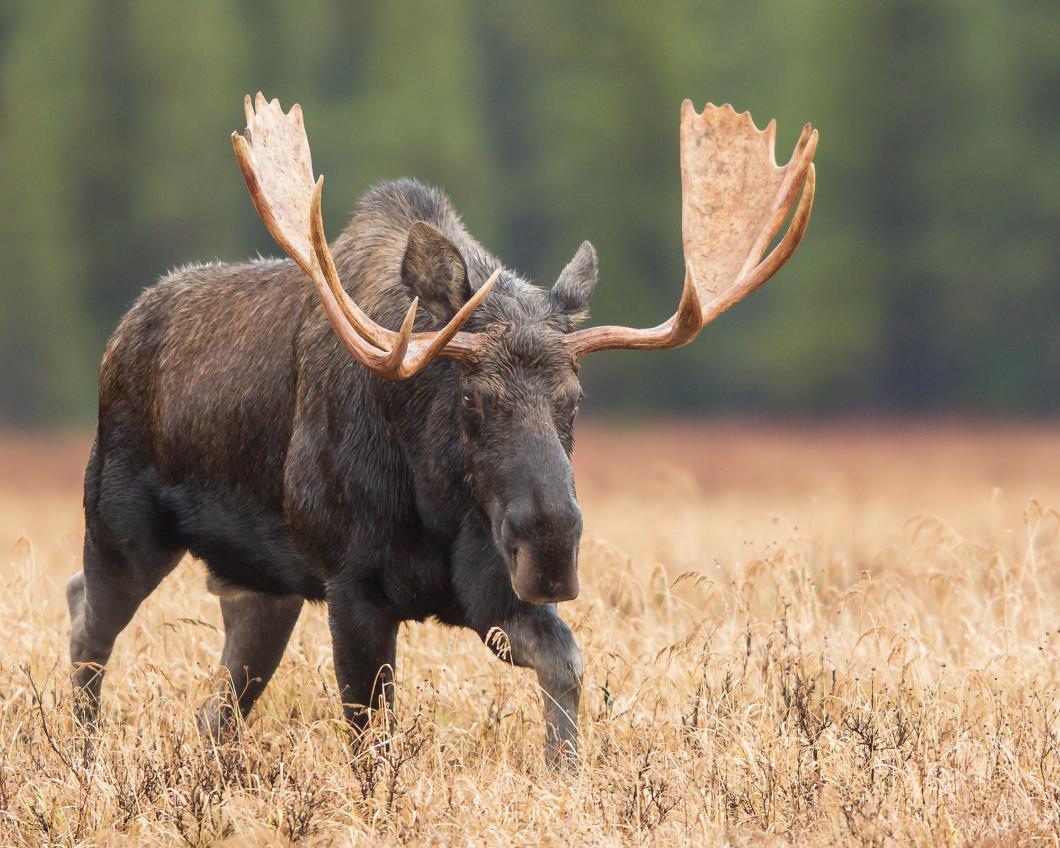 Canadas dyreliv: 8 ville dyr du kan oppleve i nasjonalparkene