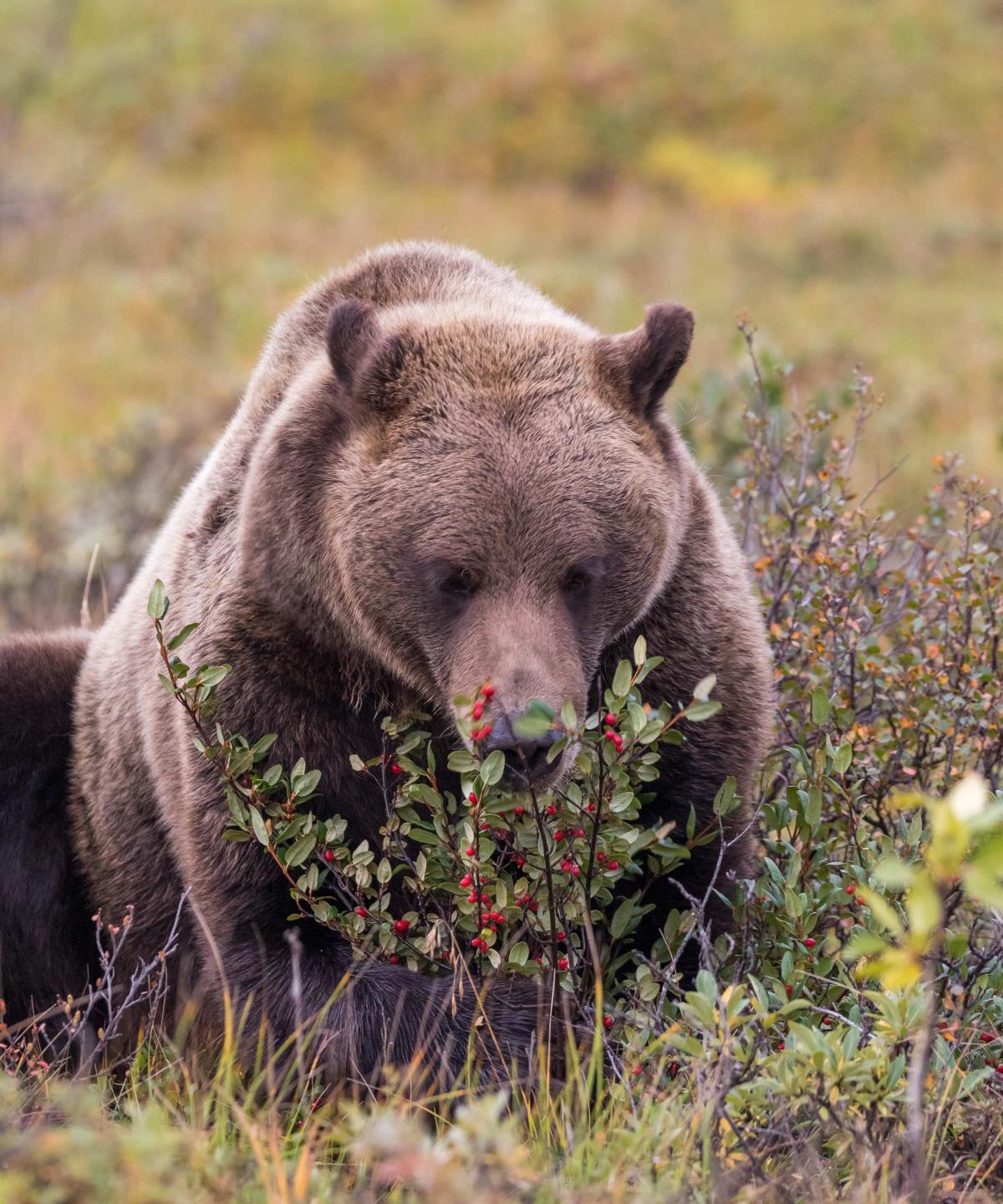 Reiser til Alaska - En fascinerende naturreise i USA - USA Tours